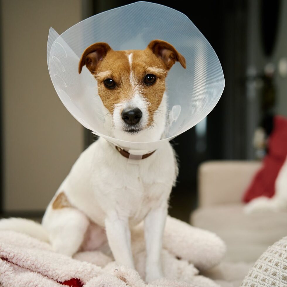 Pet Surgery In Burlington, ON | Brant Paws Vet Hospital