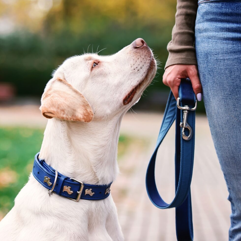 About Brant Paws Veterinary Hospital | Vet In Burlington, ON