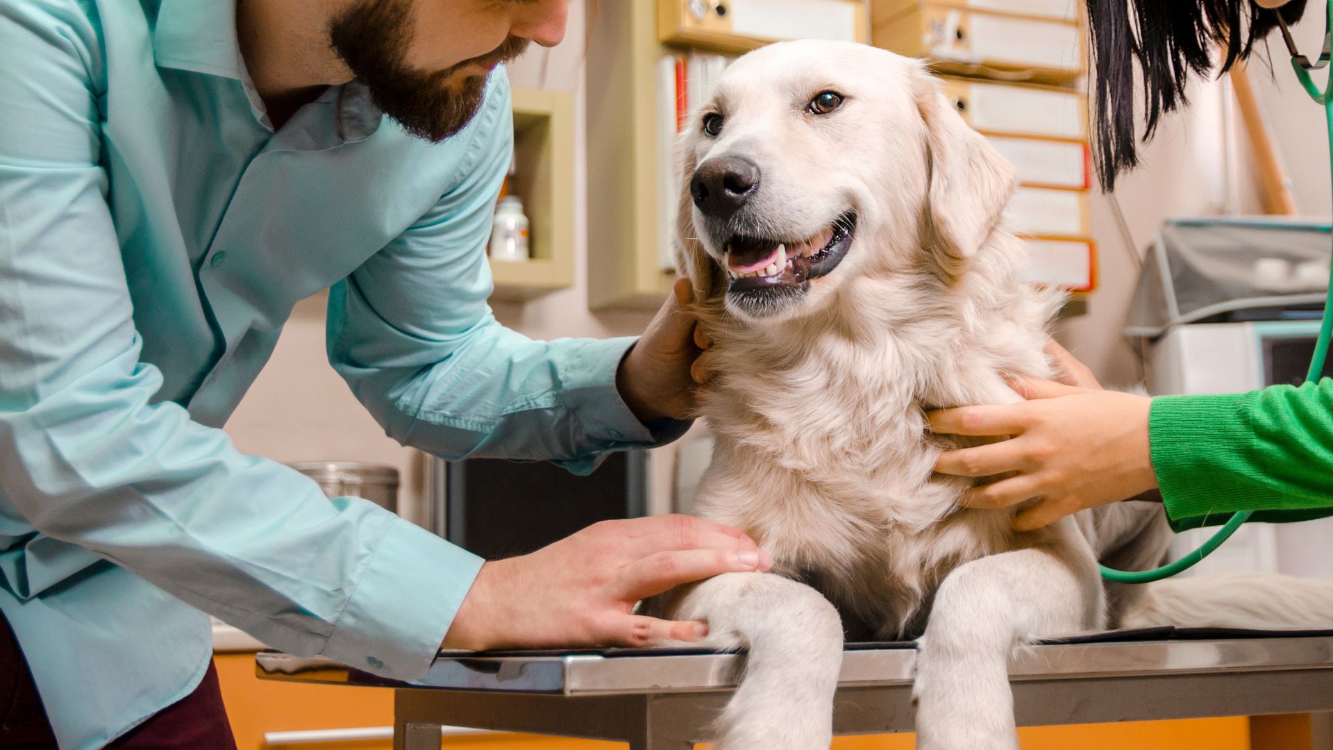 Pet Diagnostics In Burlington, ON | Brant Aws Vet Hospital