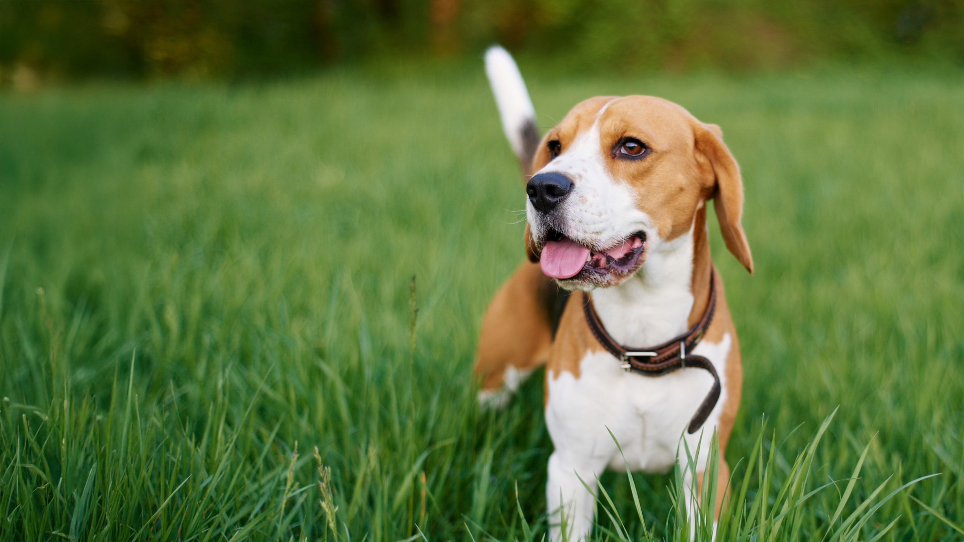 About Brant Paws Veterinary Hospital | Vet In Burlington, ON