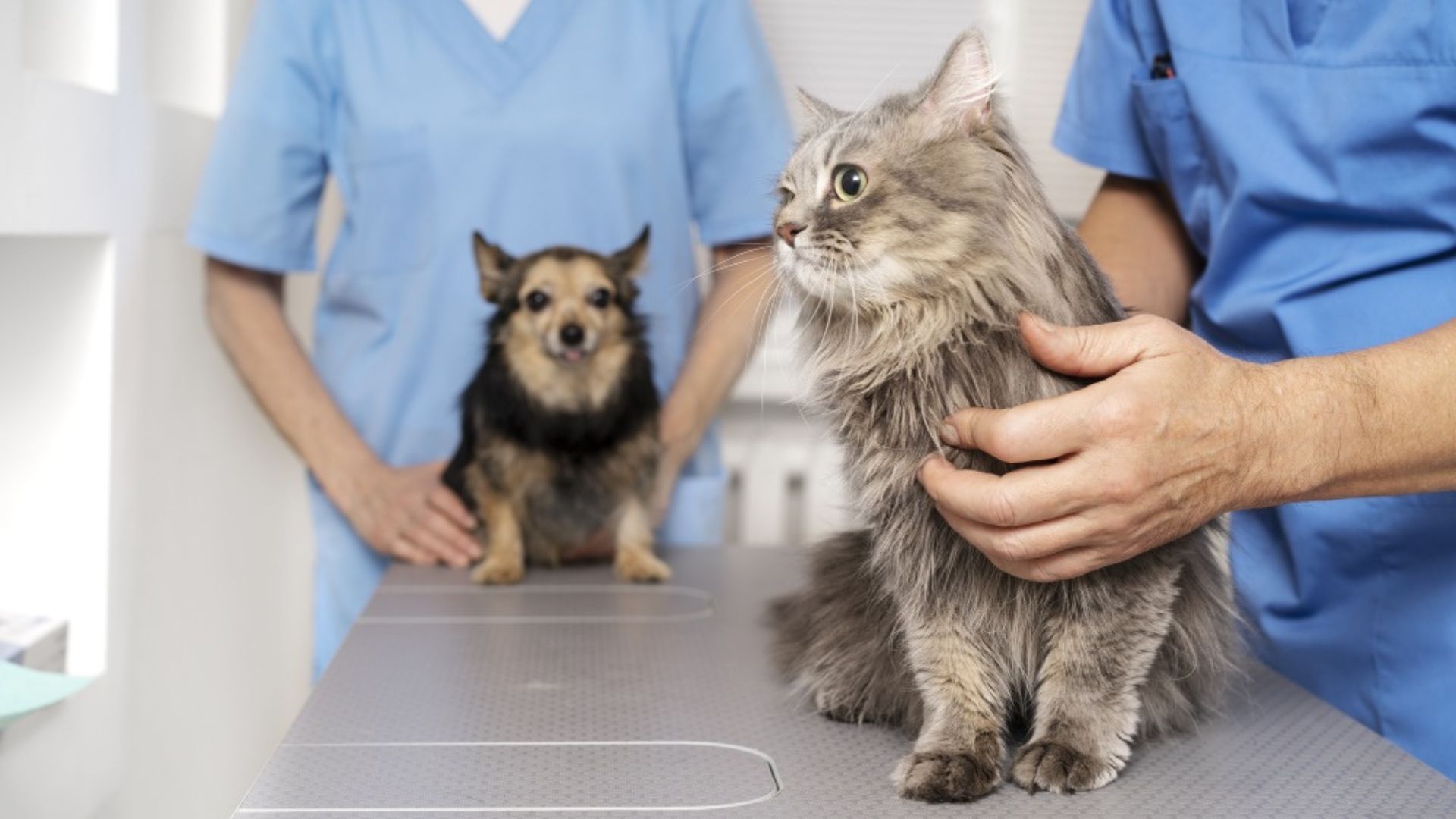 After-Hours Pet Emergency | Brant Paws Veterinary Hospital