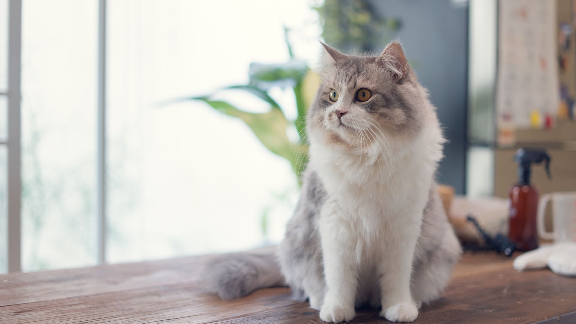 Best Veterinary Hospital In Burlington, ON | Brant Paws Vet