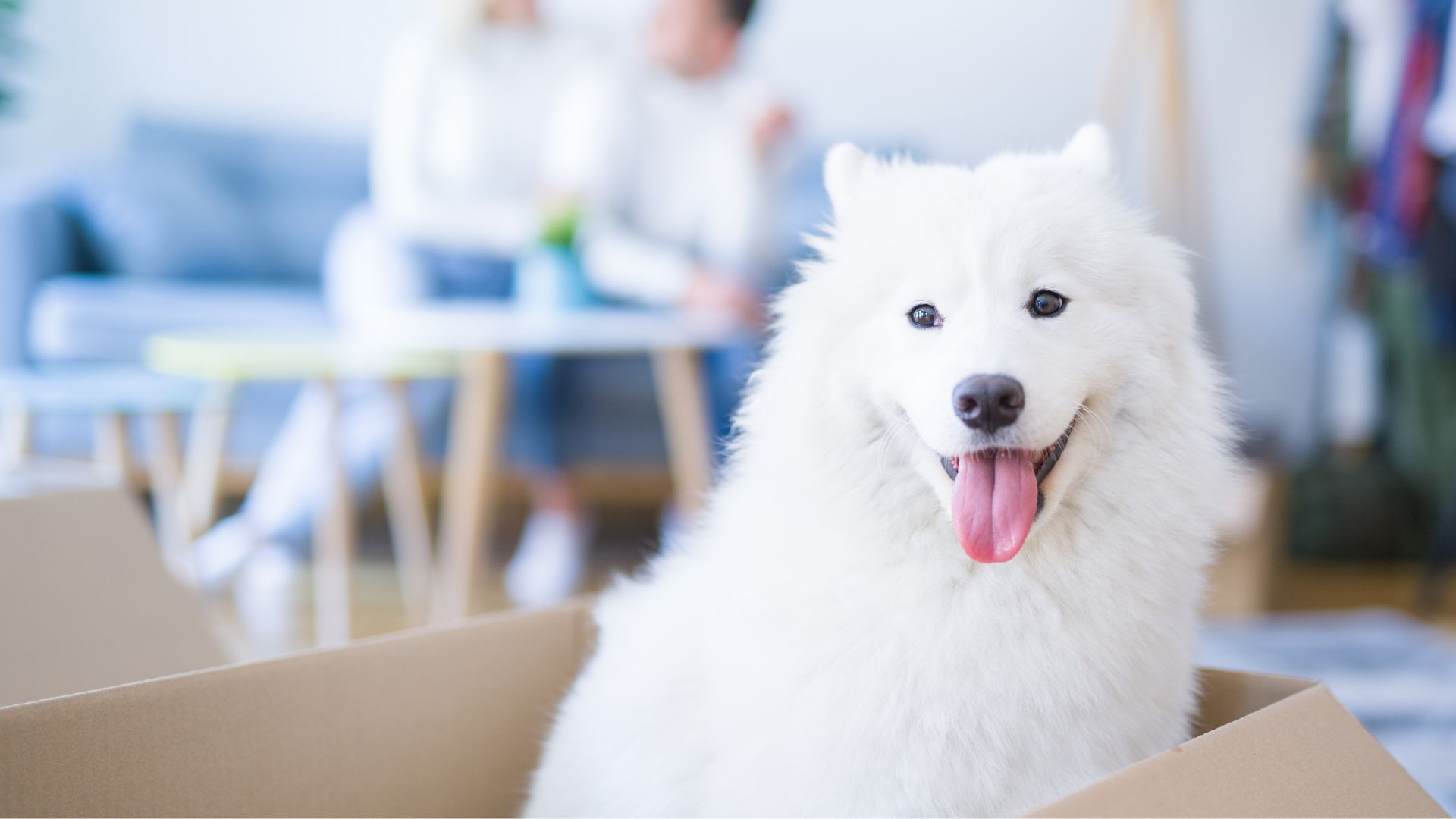 Vet Near Me Burlington, ON | Brant Paws Veterinary Hospital