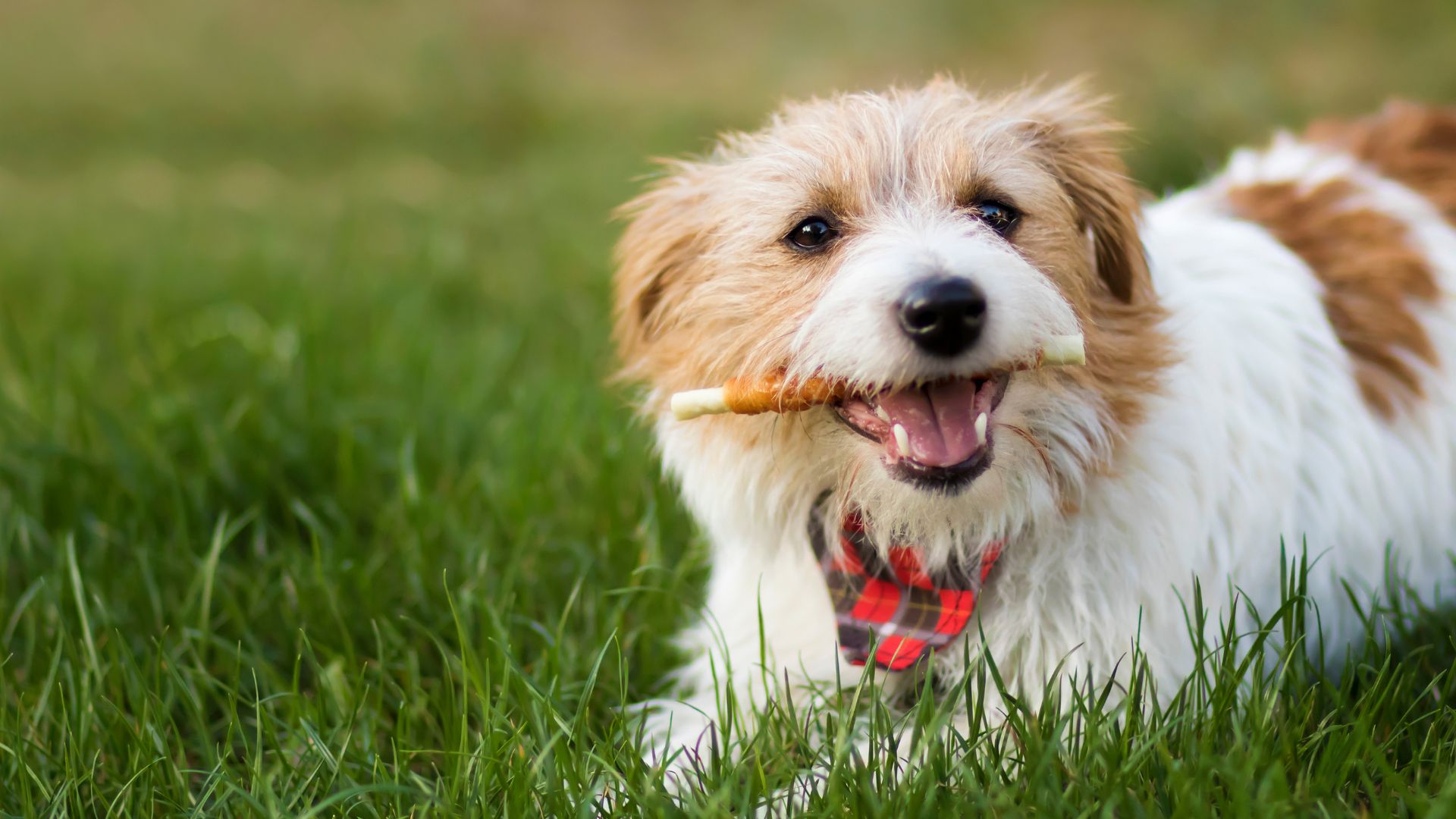 Pet Dental In Burlington ON | Brant Paws Veterinary Hospital