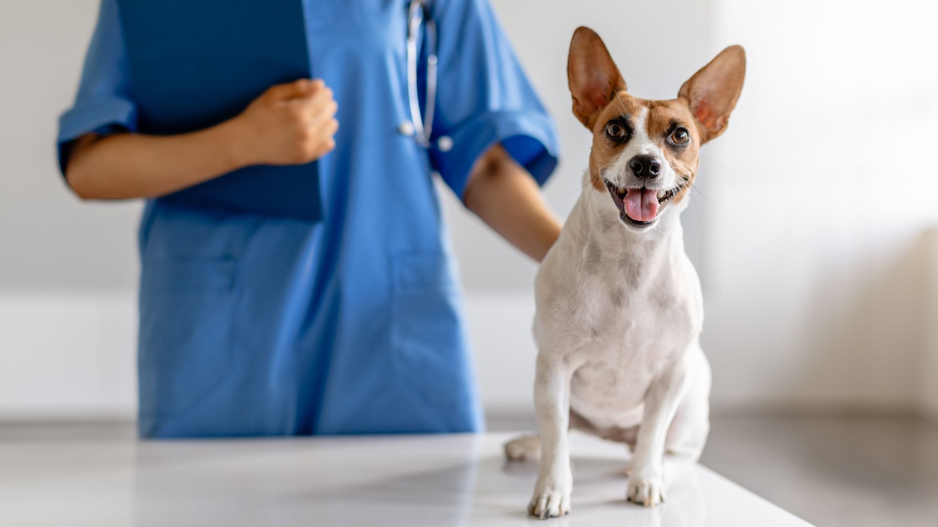 Pet General Wellness In Burlington, ON | Brant Paws Vet