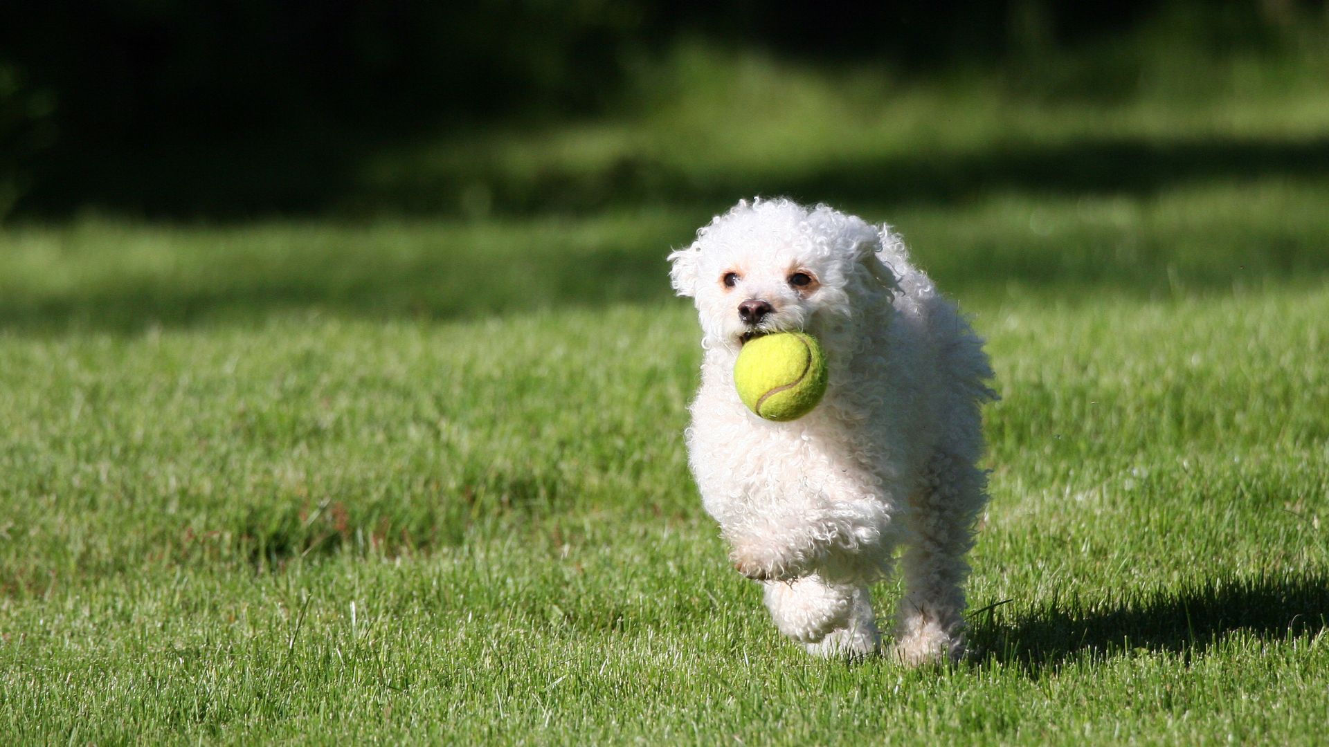 Payment Options For Vet Care | Brant Paws Veterinary Hospital