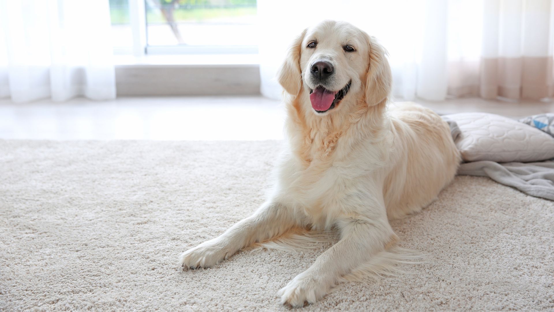Veterinarian Reviews In Burlington, ON | Brant Paws Vet