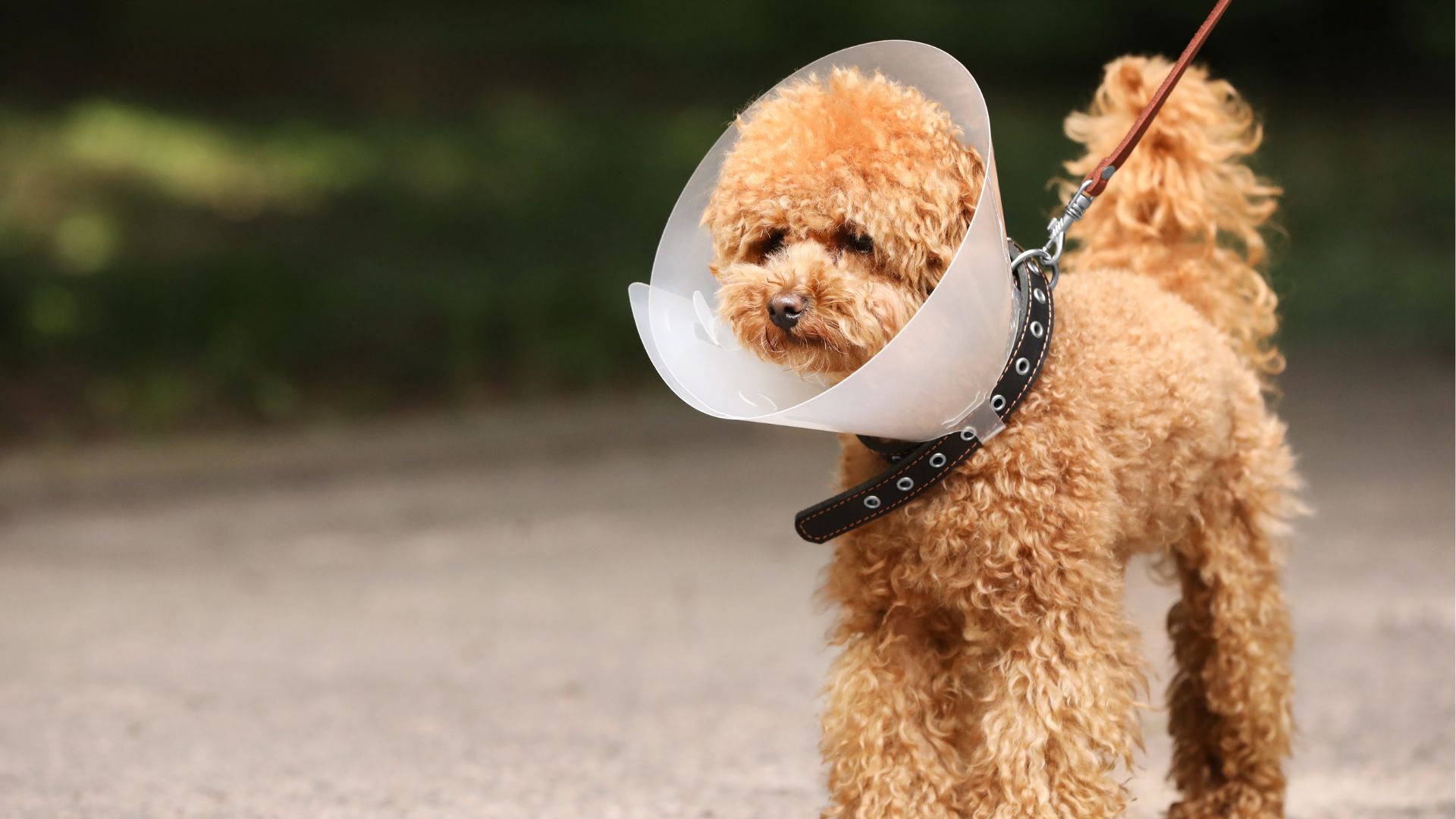 Pet Surgery In Burlington, ON | Brant Paws Vet Hospital