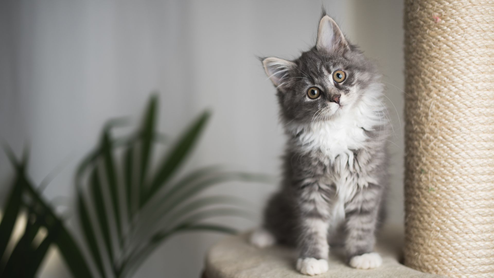 Veterinarian In Burlington, ON | Brant Paws Vet Hospital