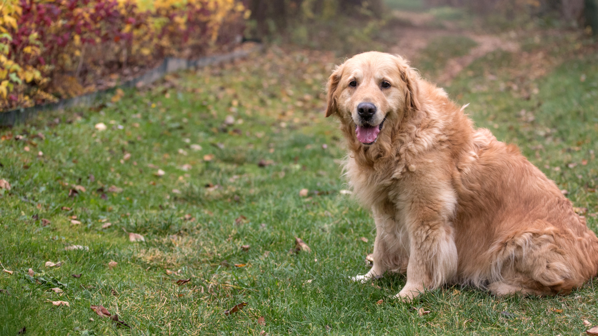 End-of-life Pet Care And Euthanasia In Burlington, ON | BPVH