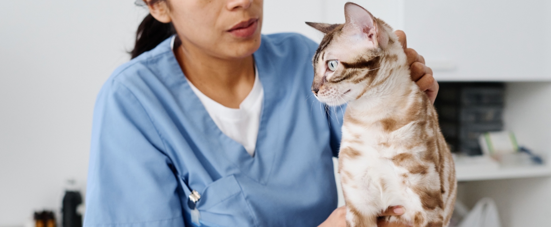 Urgent Care Service In Burlington, ON | Brant Paws Vet